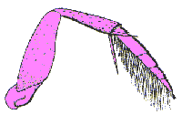 Entomology - Wiki - Scioly.org