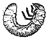 Entomology - Wiki - Scioly.org