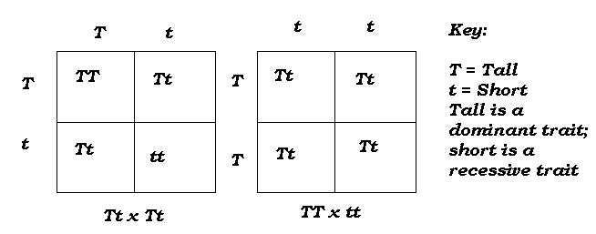 Heredity - Wiki - Scioly.org
