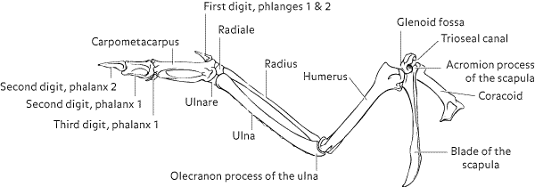 Ornithology - Wiki - Scioly.org